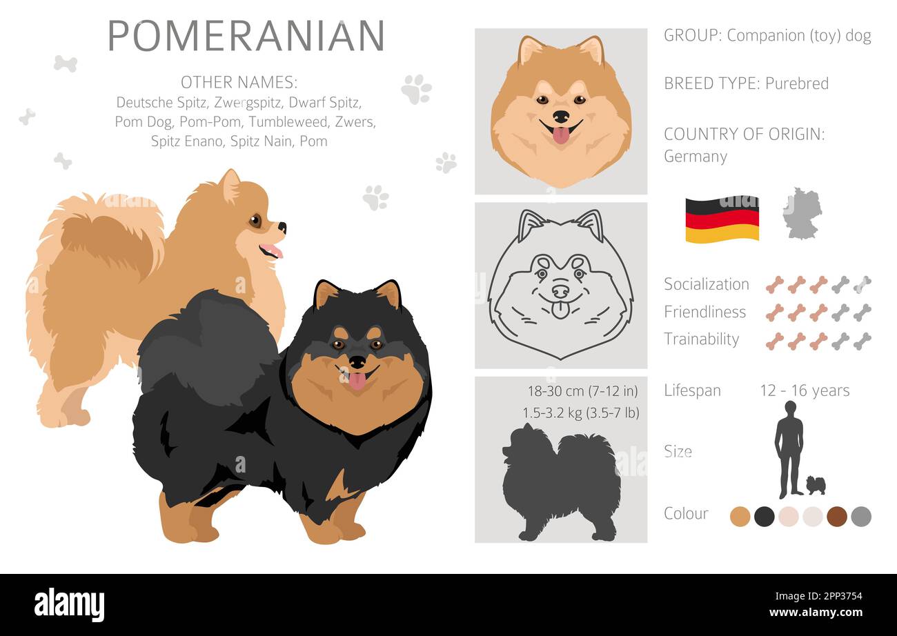 Pomeranian German spitz clipart. Different poses, coat colors set ...