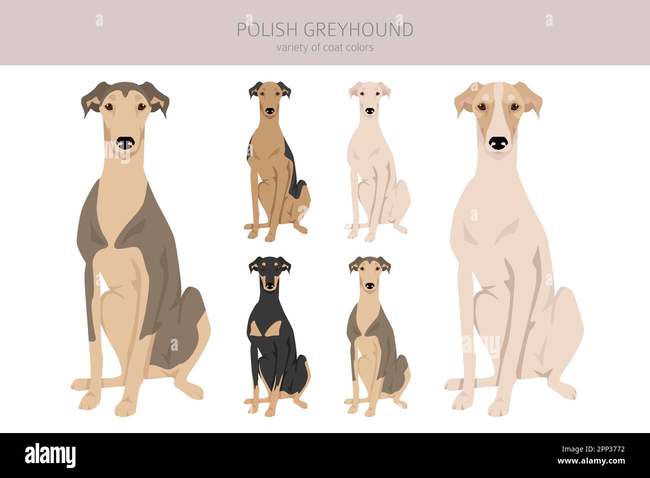 Polish Greyhound clipart. All coat colors set. All dog breeds ...