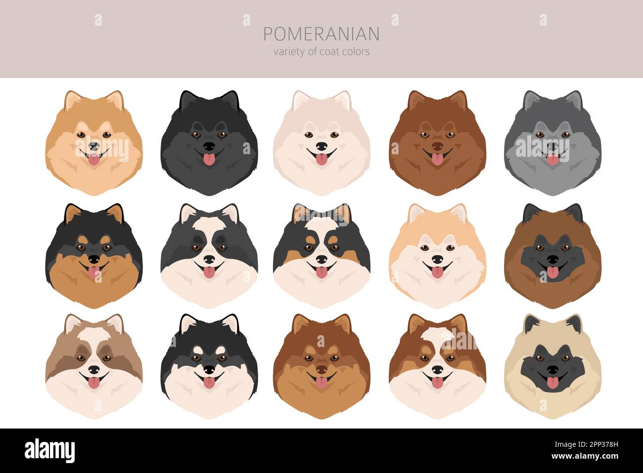 Pomeranian Colors Chart