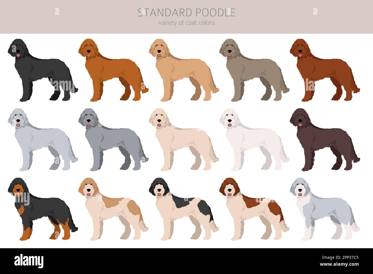 Standard poodle clipart. Different poses, coat colors set. Vector ...