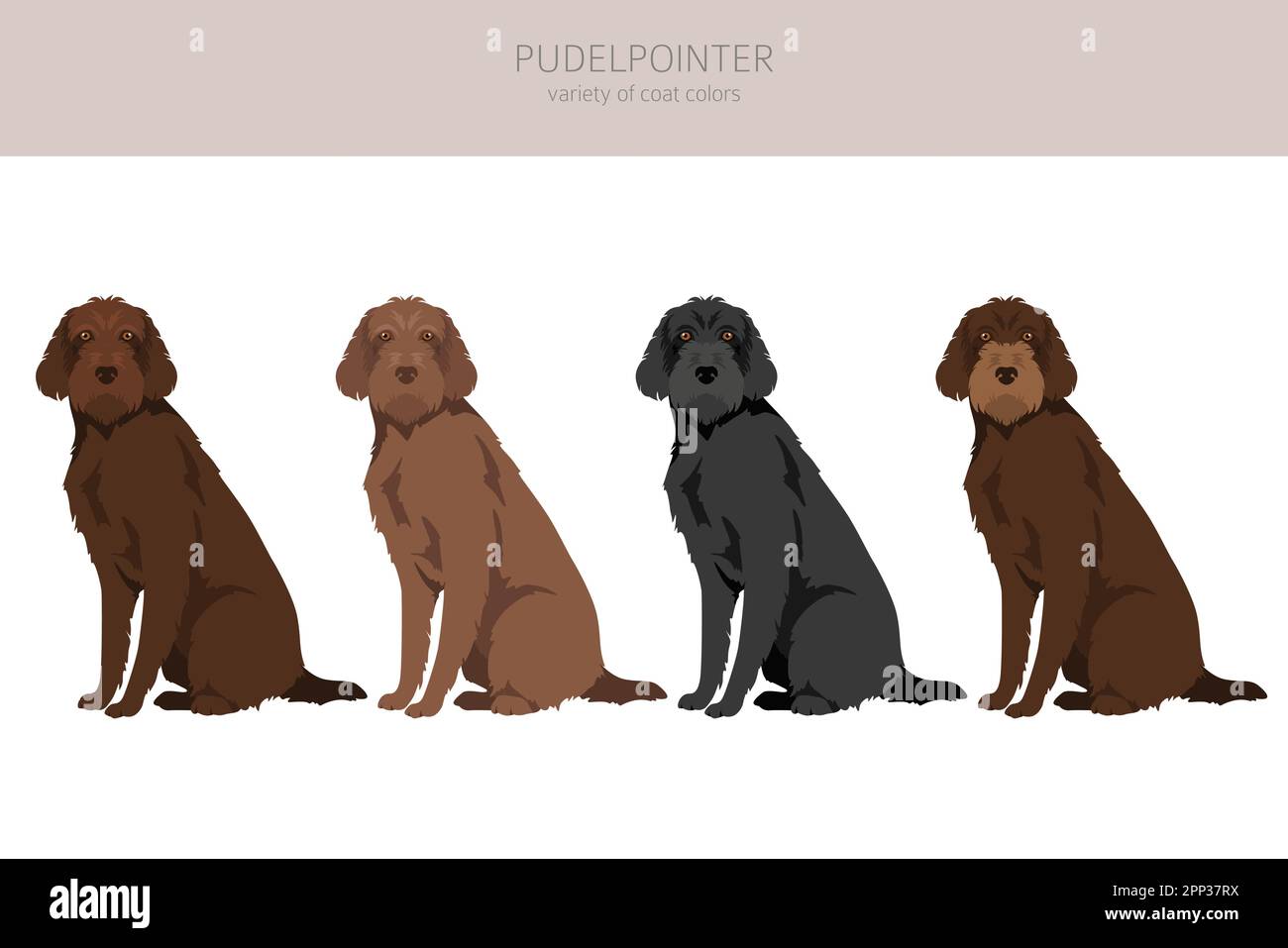 Pudelpointer clipart. Different poses, coat colors set. Vector ...