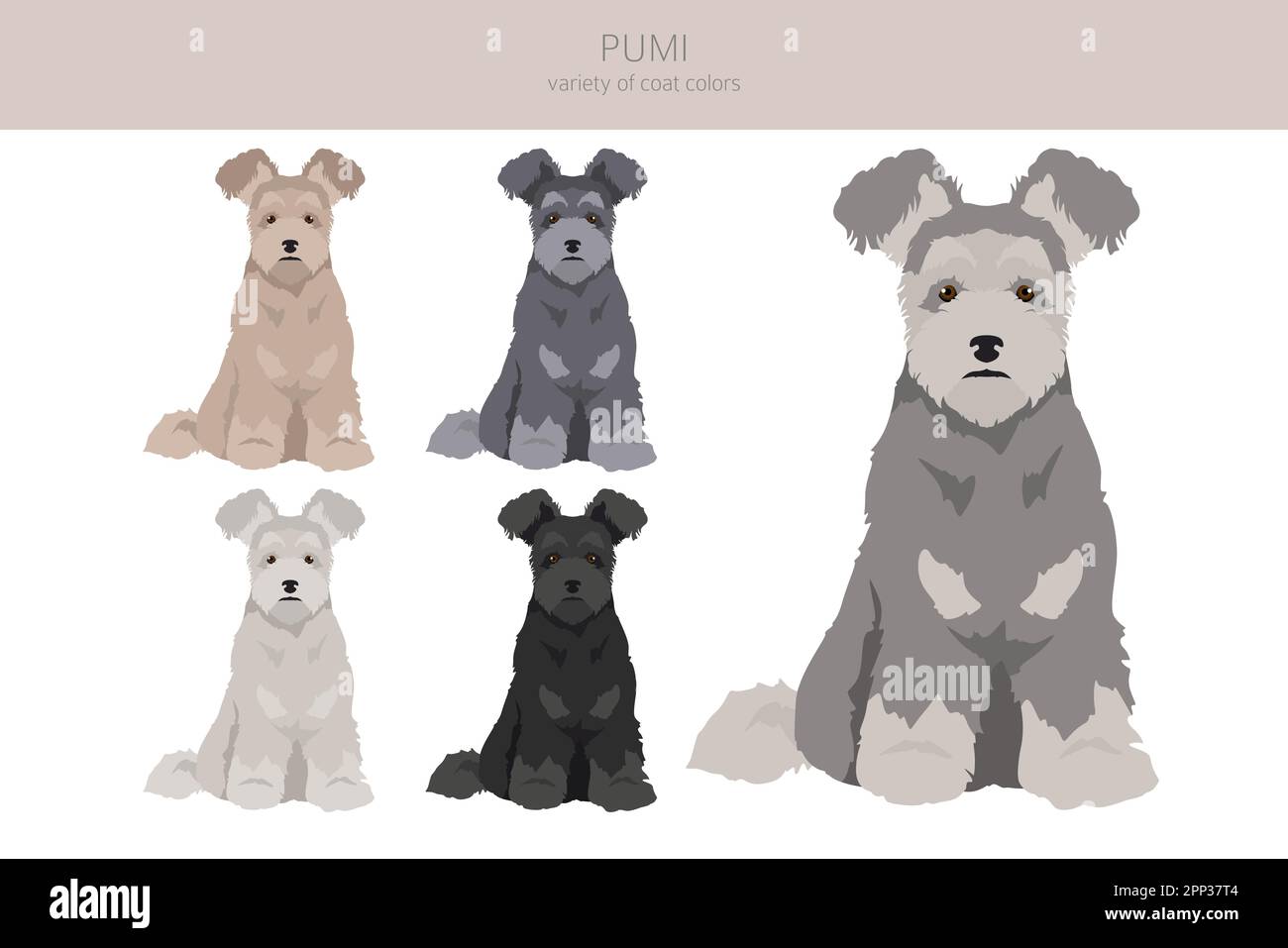 Pumi clipart. Different poses, coat colors set. Vector illustration ...