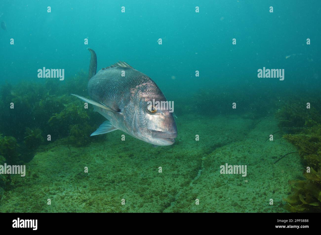 Zealand new fish plate hi-res stock photography and images - Alamy