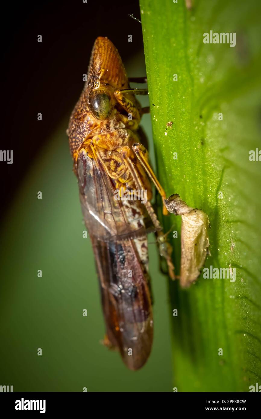 A Glassy-winged Sharpshooter resides beside its egg casing on a stem of ...