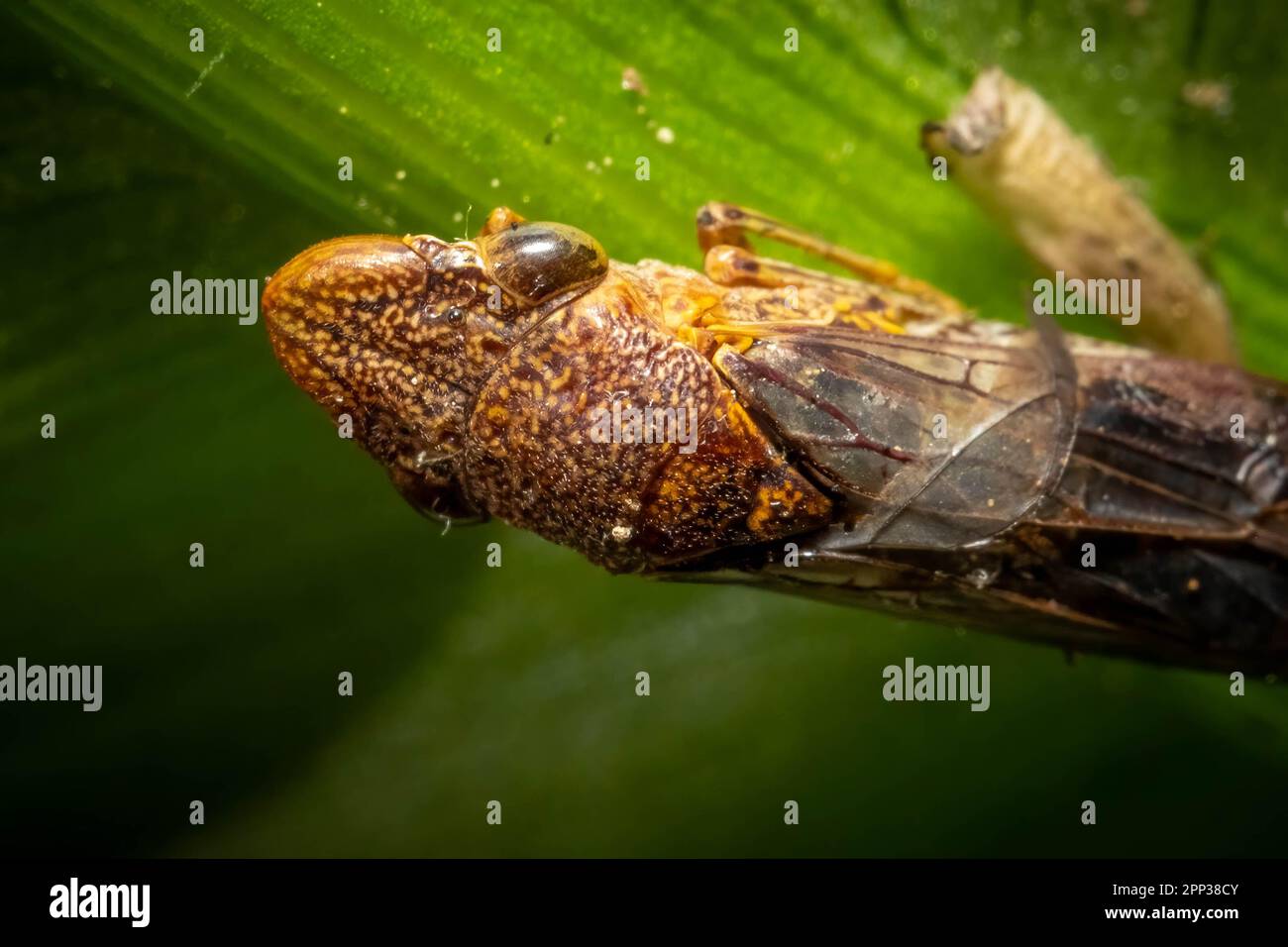 Closeup of a Glassy-winged Sharpshooter on a stem of an aquatic plant ...