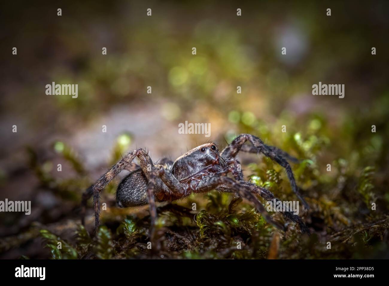 Skitters hi-res stock photography and images - Alamy