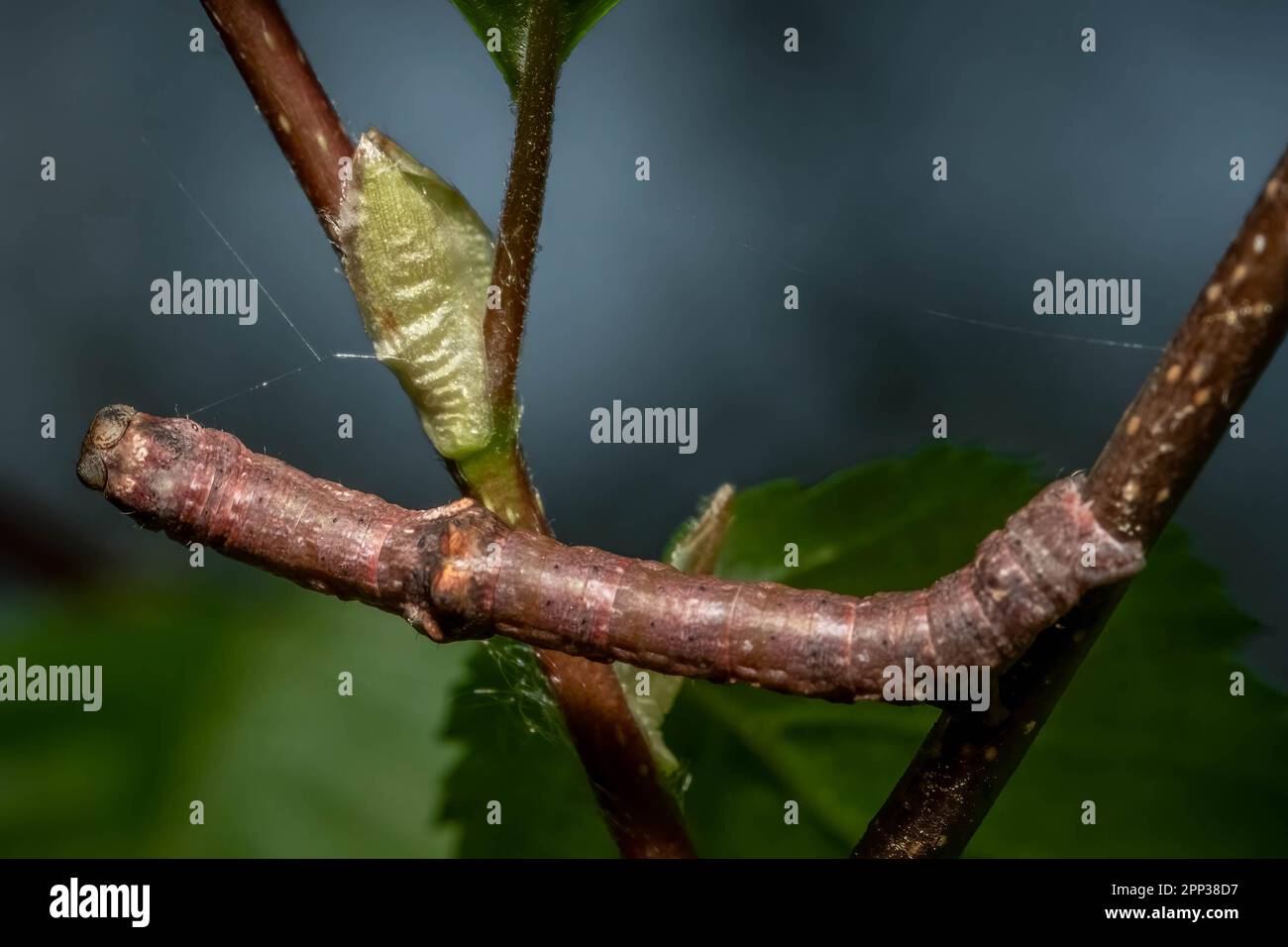 A Geometer Moth caterpillar mimics a twig, making it extra difficult ...