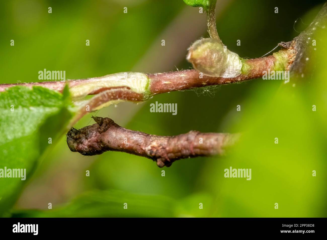 A Geometer Moth caterpillar mimics a twig, making it extra difficult ...