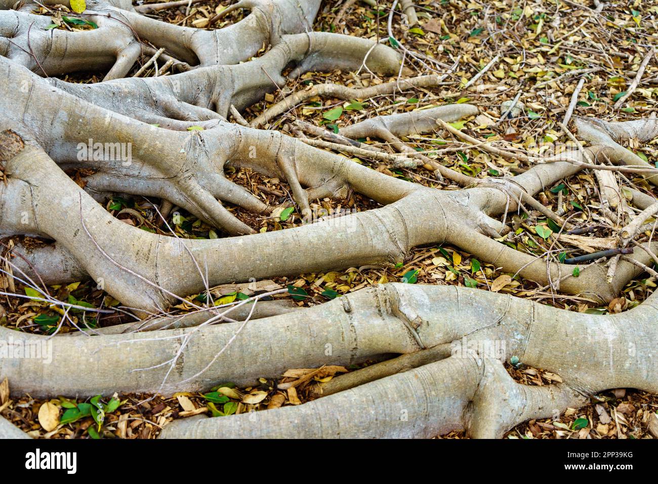 Moreton bay tree pattern hi-res stock photography and images - Alamy