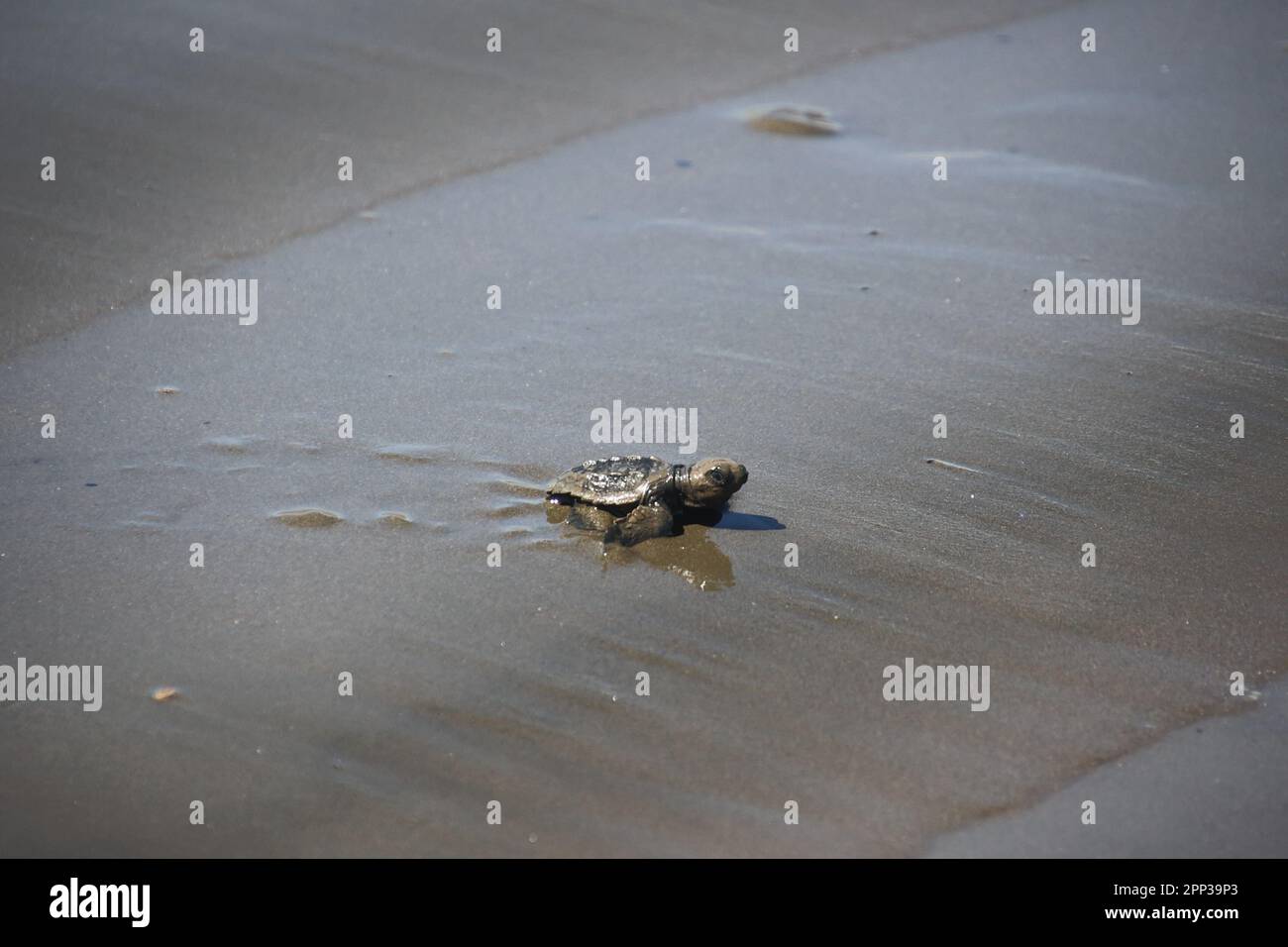 Baby sea turtle going to the ocean hi-res stock photography and images ...