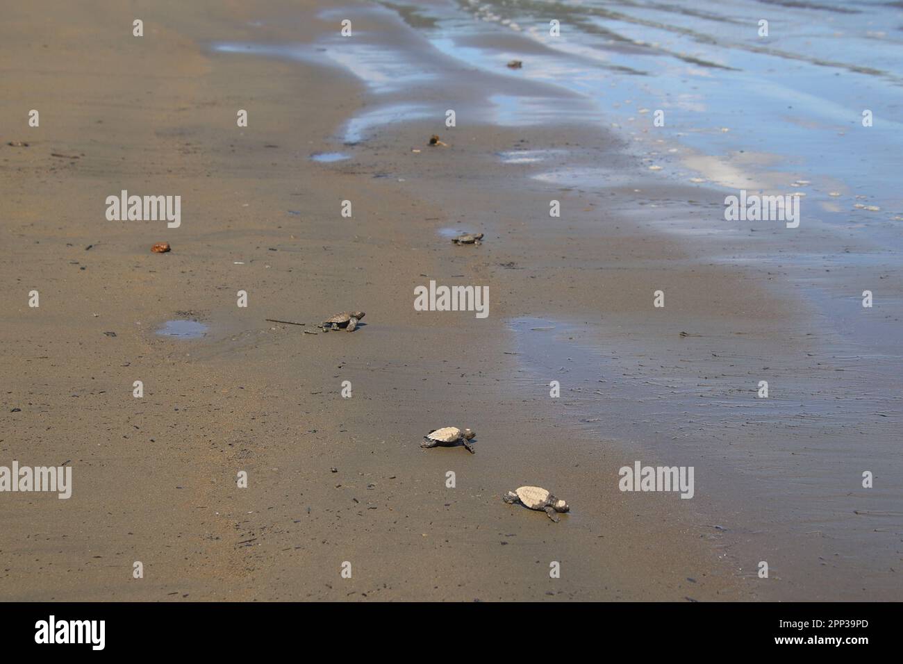 Baby sea turtle going to the ocean hi-res stock photography and images ...