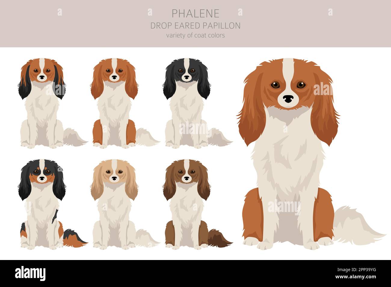 Phalene, Drop - eared Papillon clipart. Different poses, coat colors ...