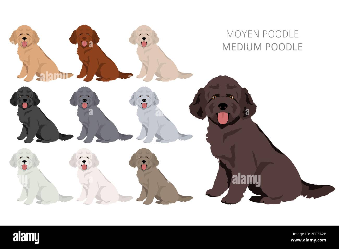 Moyen poodle, Medium poodle clipart. Different poses, coat colors set. Vector illustration Stock ...