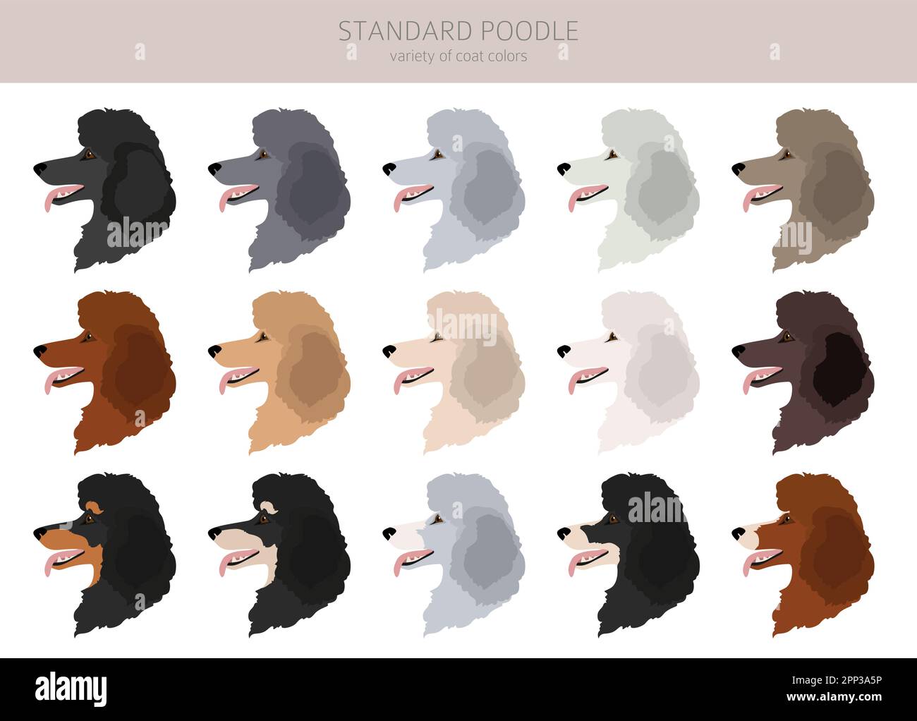 Poodle standard coat colors hi-res stock photography and images - Alamy