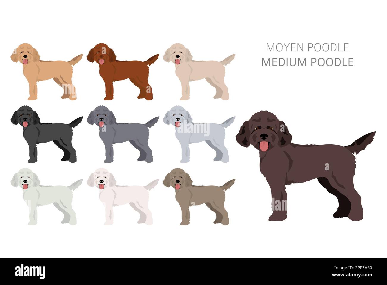 Moyen poodle, Medium poodle clipart. Different poses, coat colors set ...