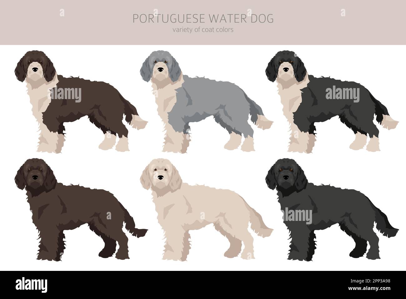 Portuguese water dog clipart. Different poses, coat colors set. Vector ...