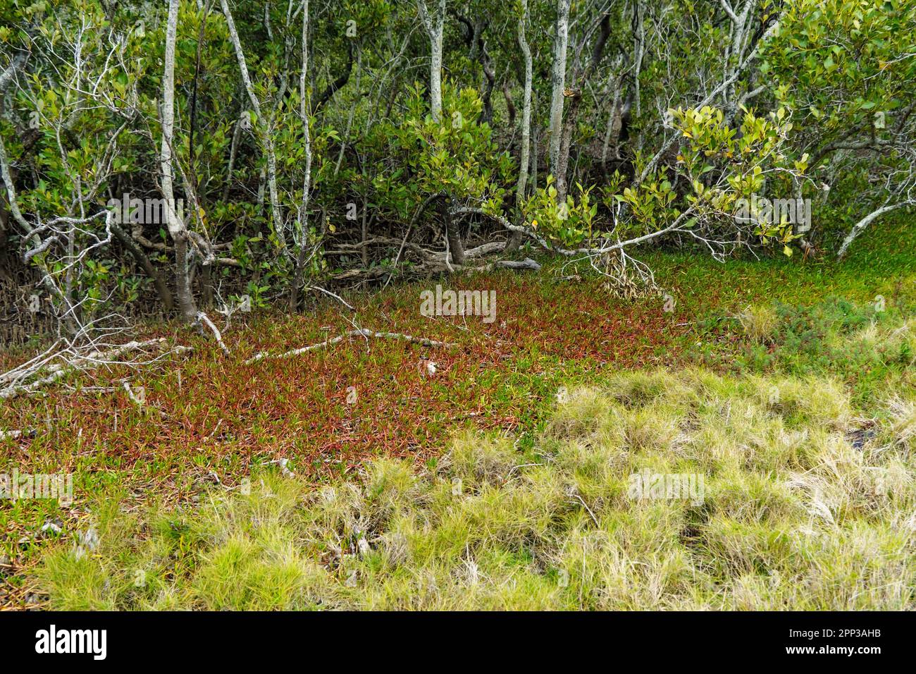 Wynnum north mangrove circuit hi-res stock photography and images - Alamy
