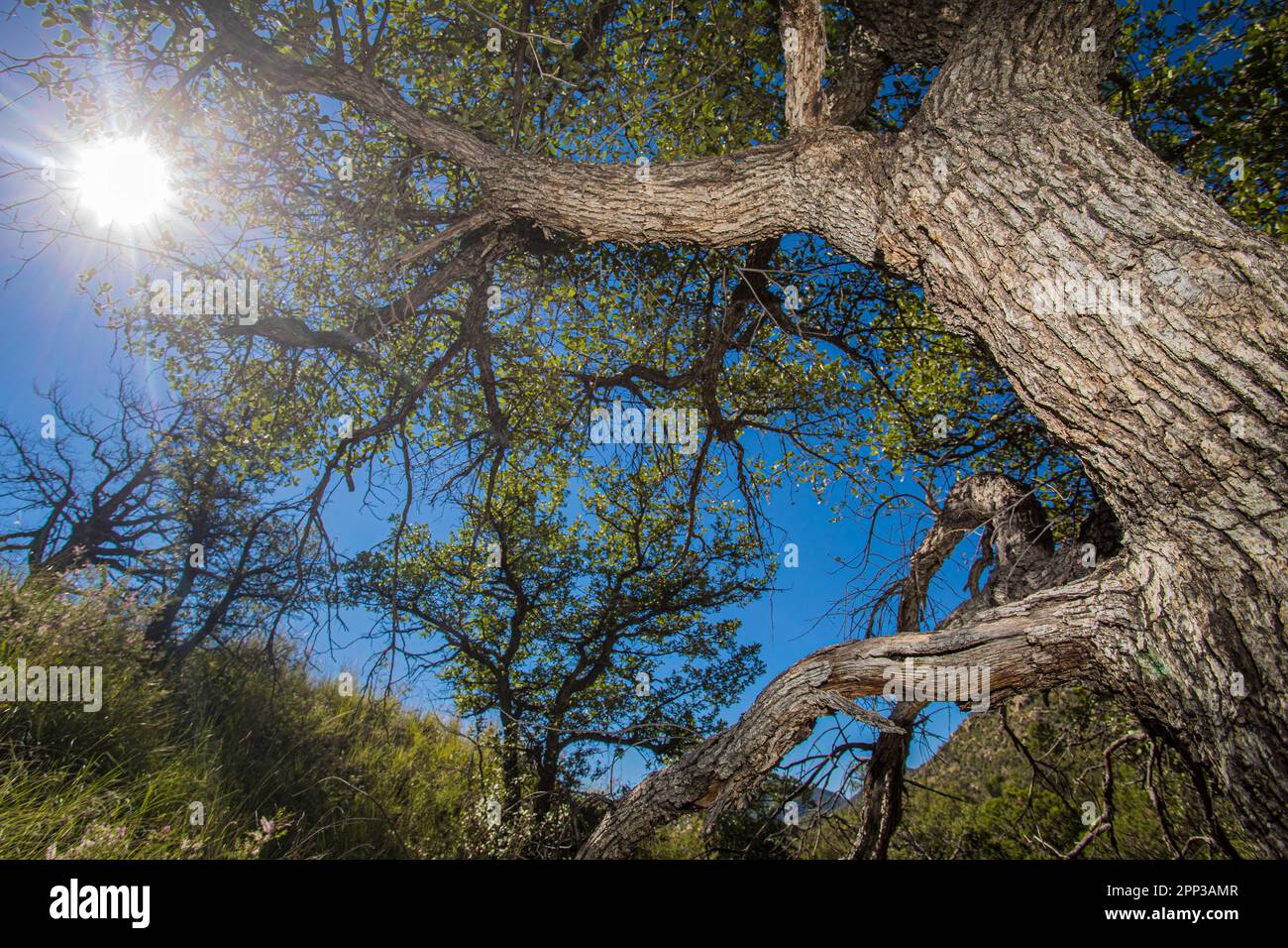 Oak tree and light of sun rays through the branches. Expedition of ...