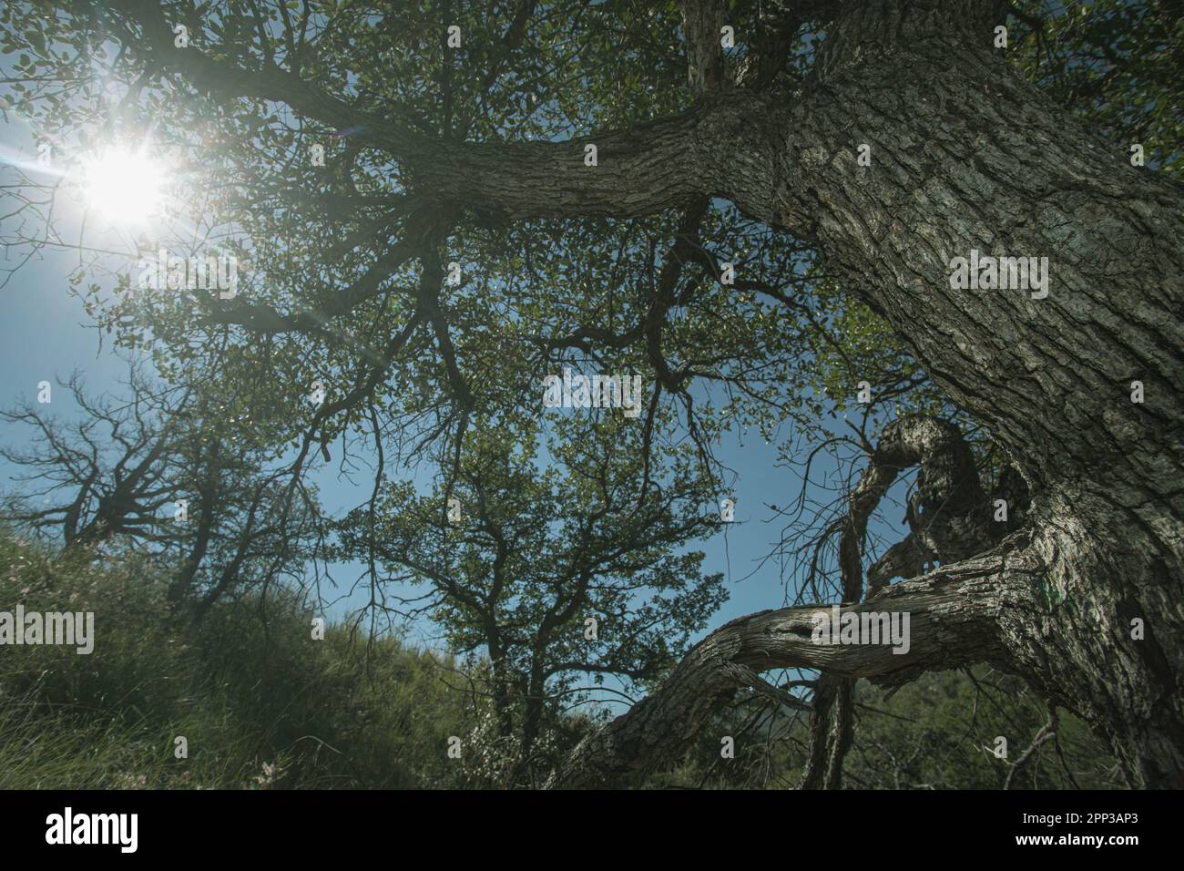 Oak tree and light of sun rays through the branches. Expedition of ...
