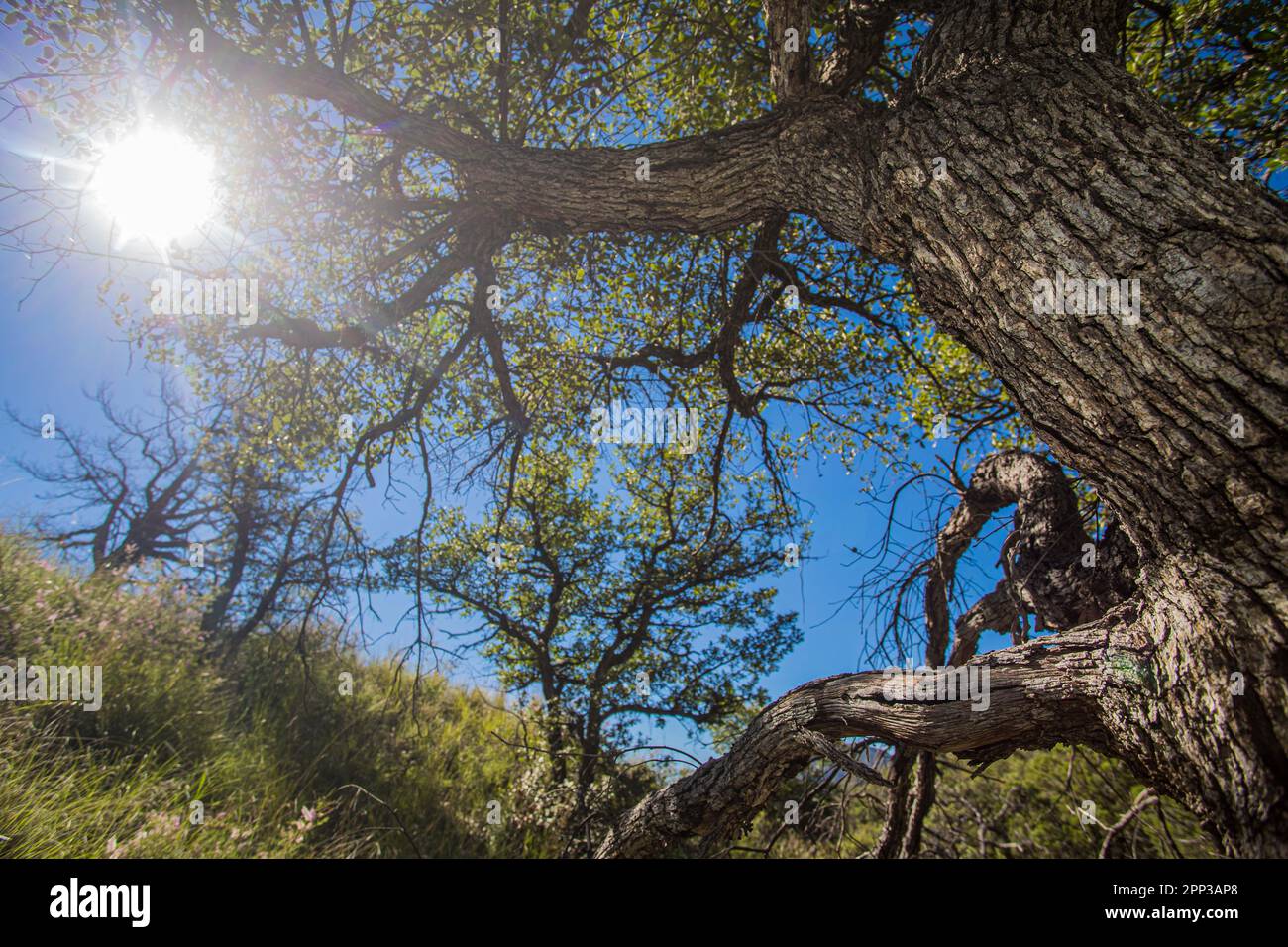 Oak tree and light of sun rays through the branches. Expedition of ...