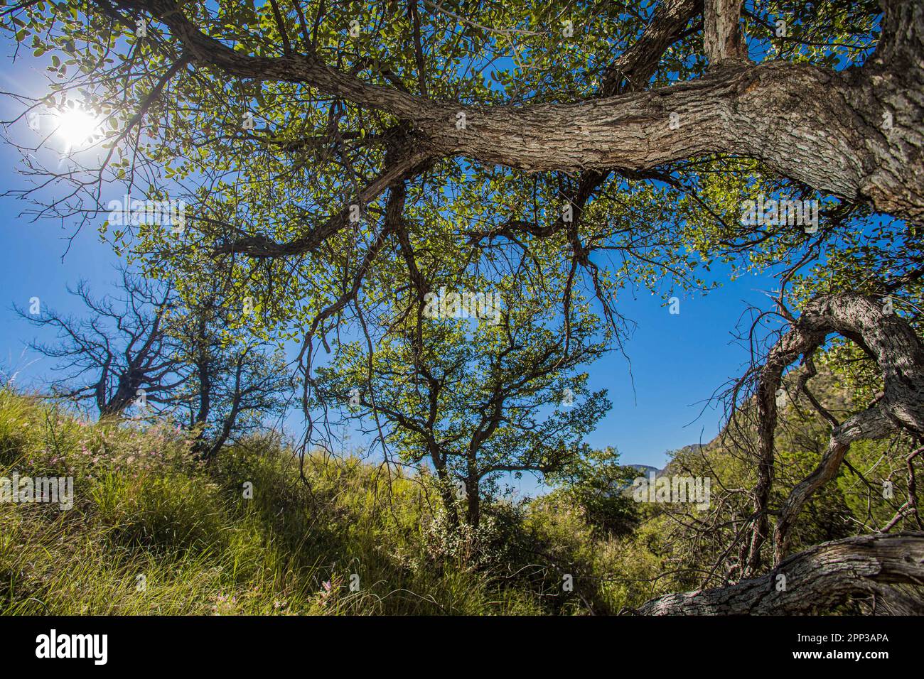 Aventura explorar hi-res stock photography and images - Alamy