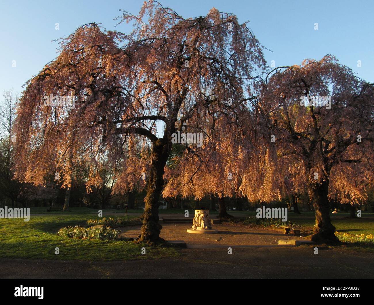 Bright pink flowering trees hi-res stock photography and images - Alamy