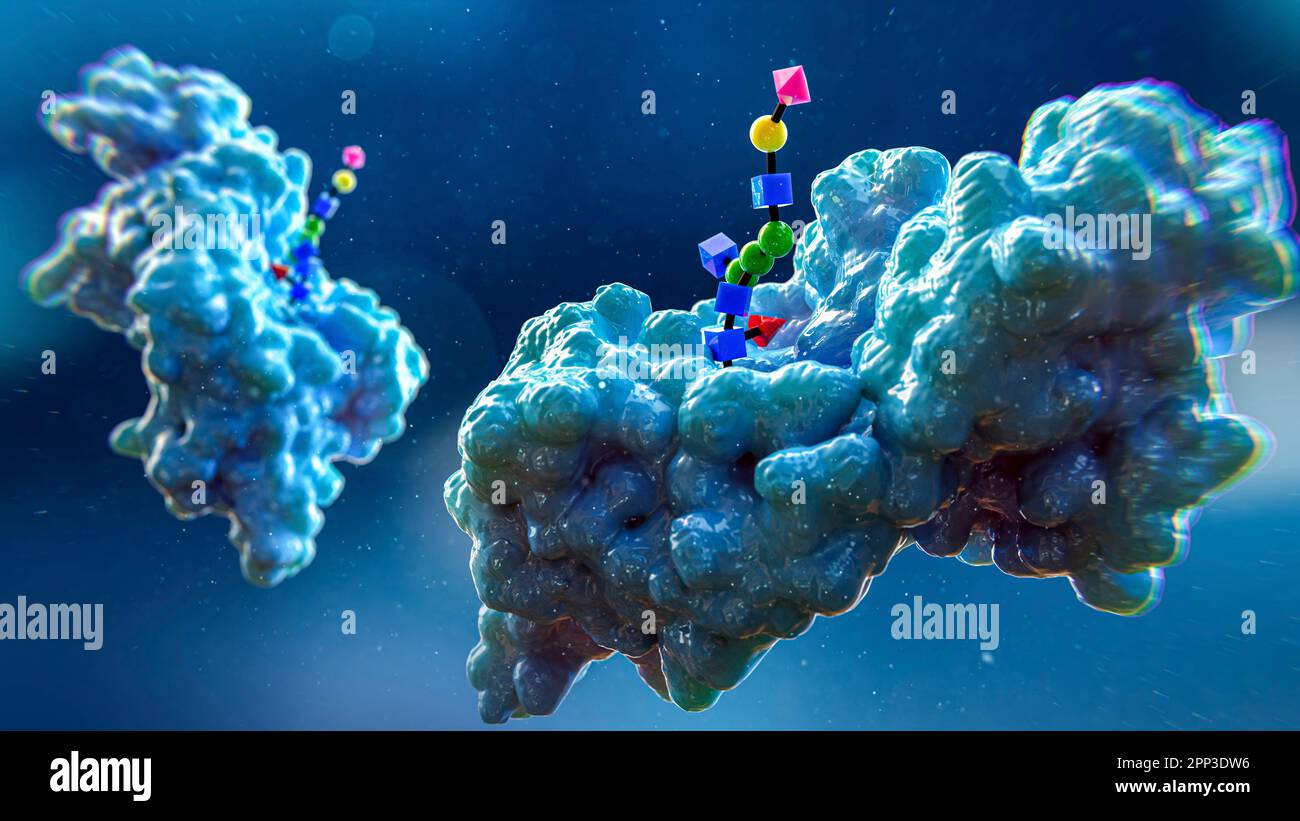 Illustration of glycoproteins. Glycans are depicted as 3D versions of ...