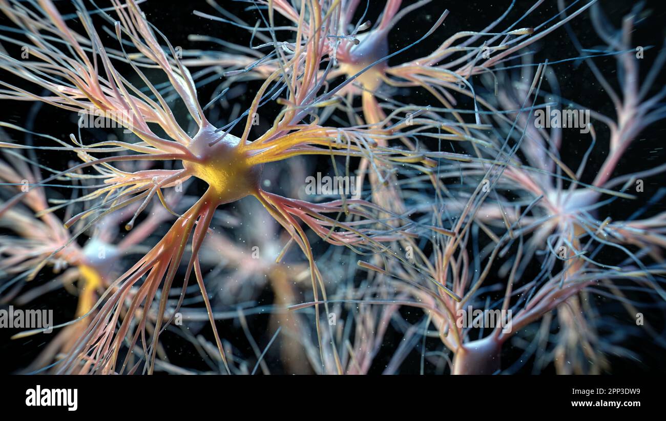Astrocyte cells, illustration Stock Photo - Alamy