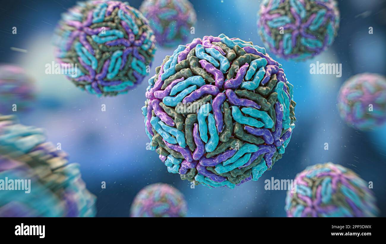 Flaviviridae viruses, illustration Stock Photo - Alamy