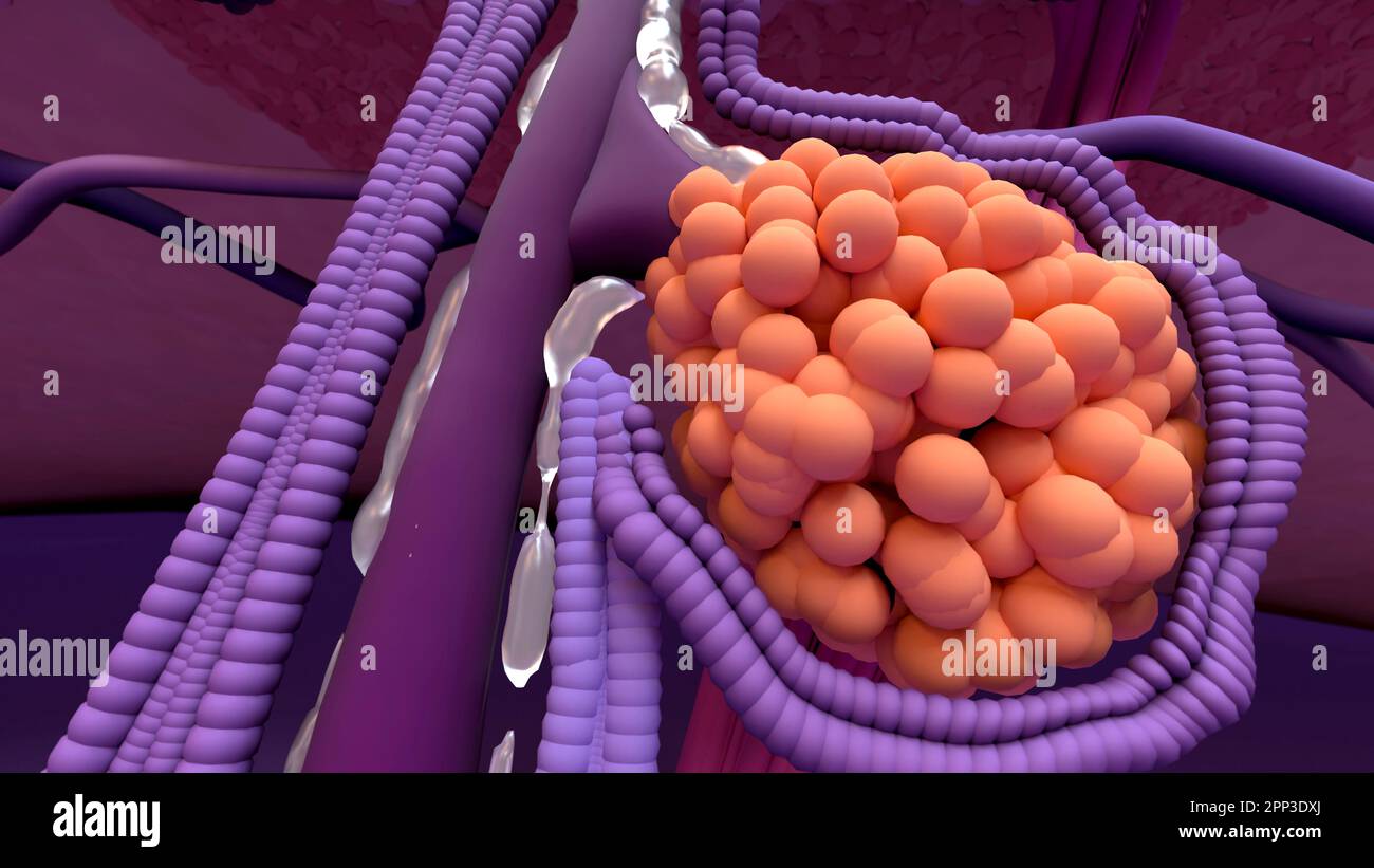 Sebaceous gland hi-res stock photography and images - Alamy