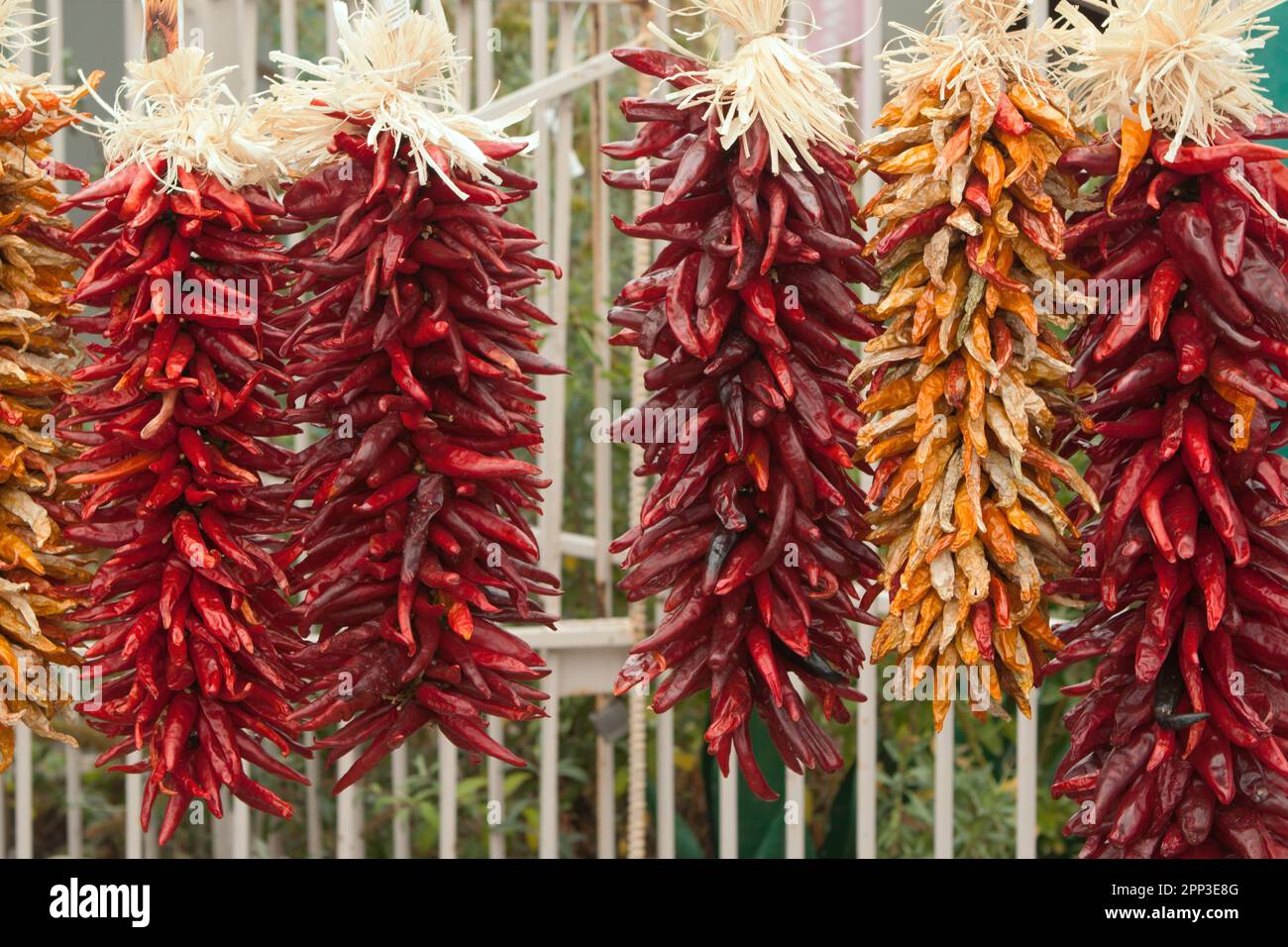Red chile peppers in bunches hi-res stock photography and images - Alamy