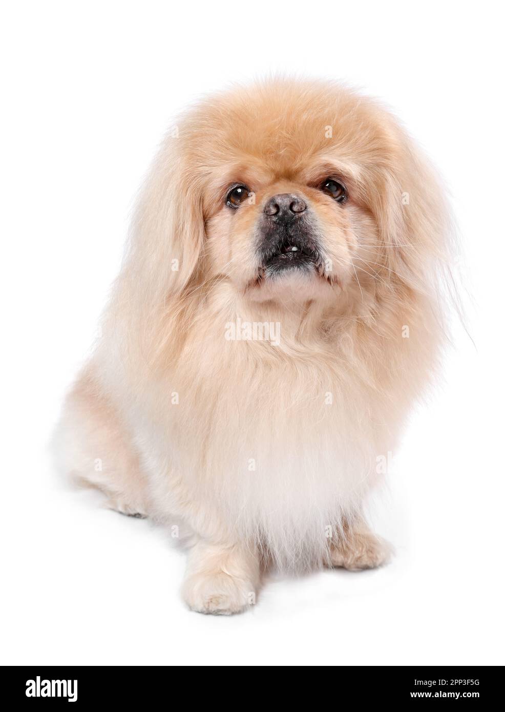 Cute Pekingese dog on white background Stock Photo - Alamy