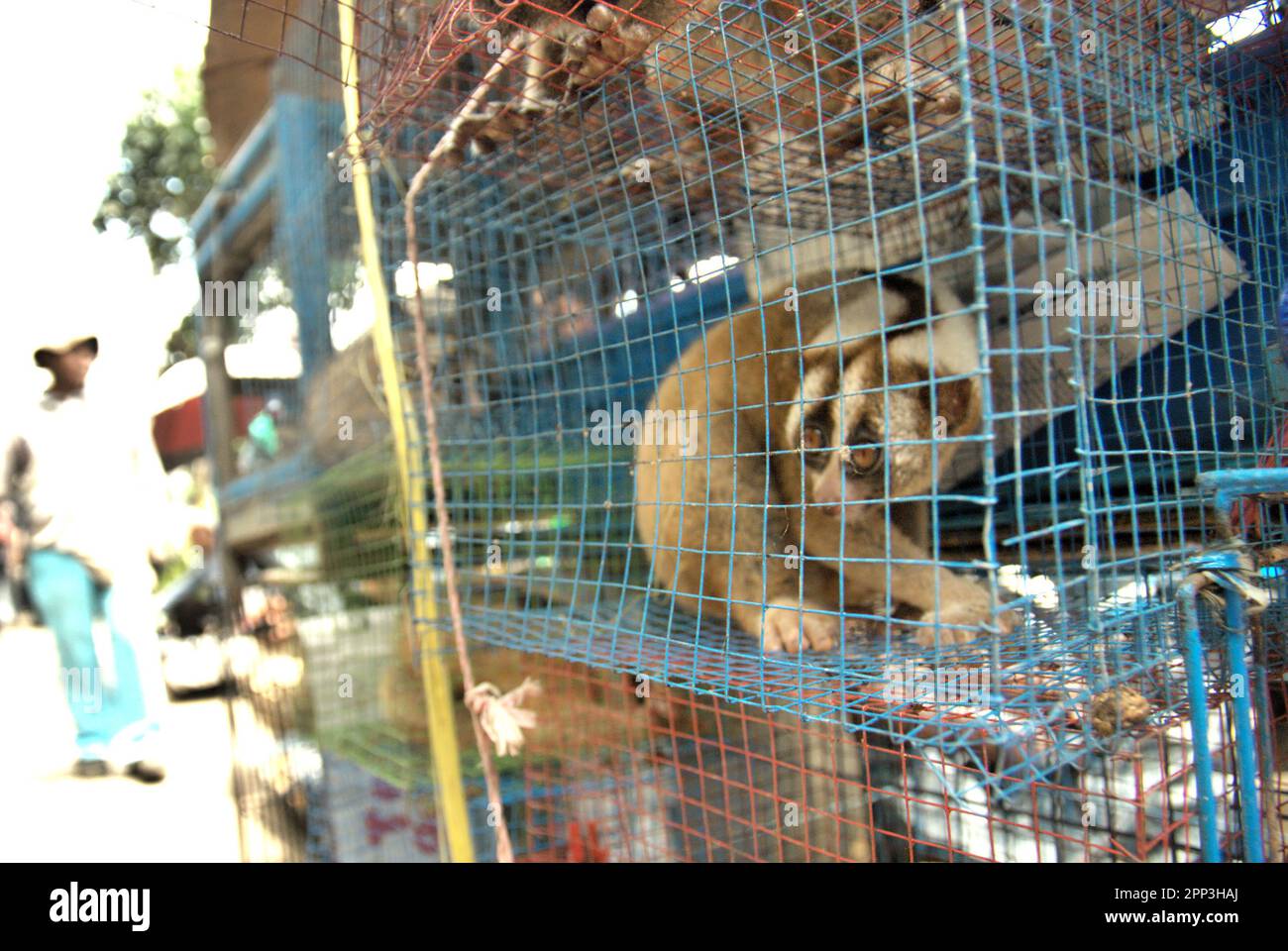 A roadside animal vendor near an animal market that also sells wildlife ...