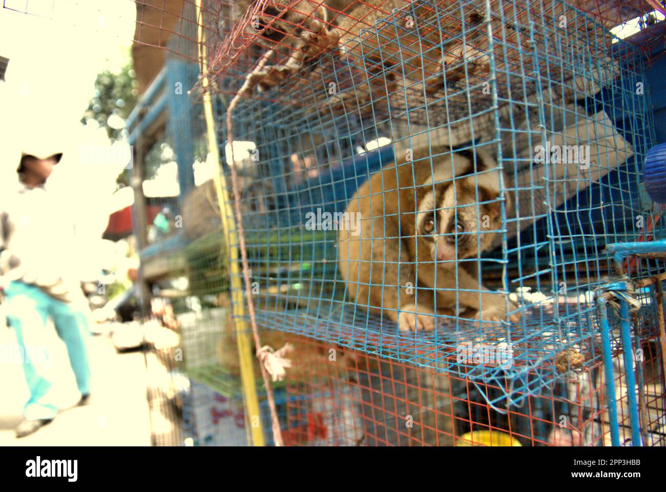 A roadside animal vendor near an animal market that also sells wildlife ...