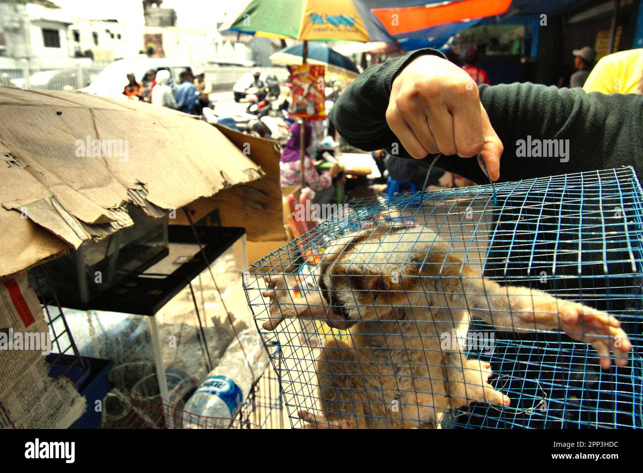 A roadside animal vendor near an animal market that also sells wildlife ...