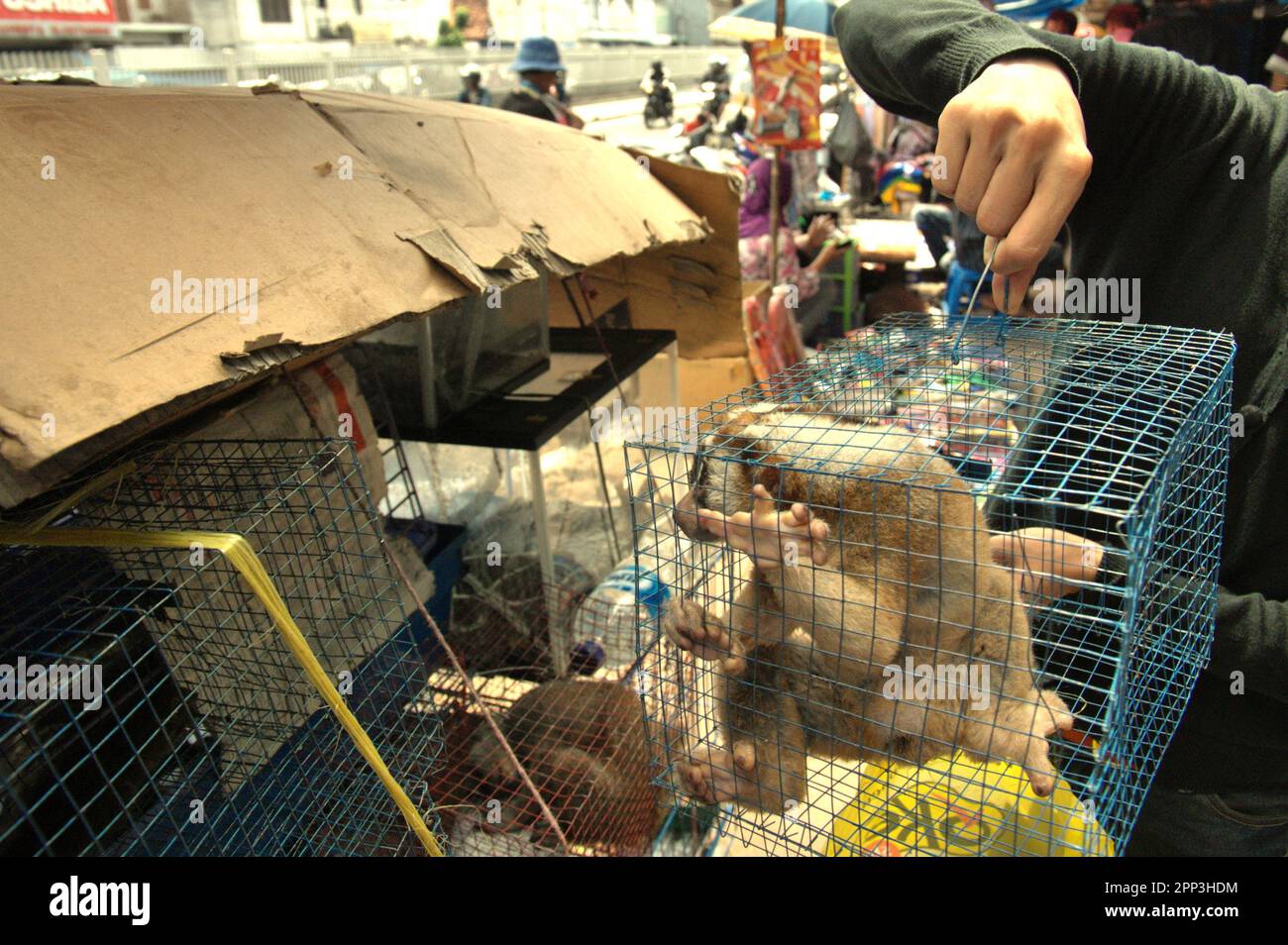 A roadside animal vendor near an animal market that also sells wildlife ...