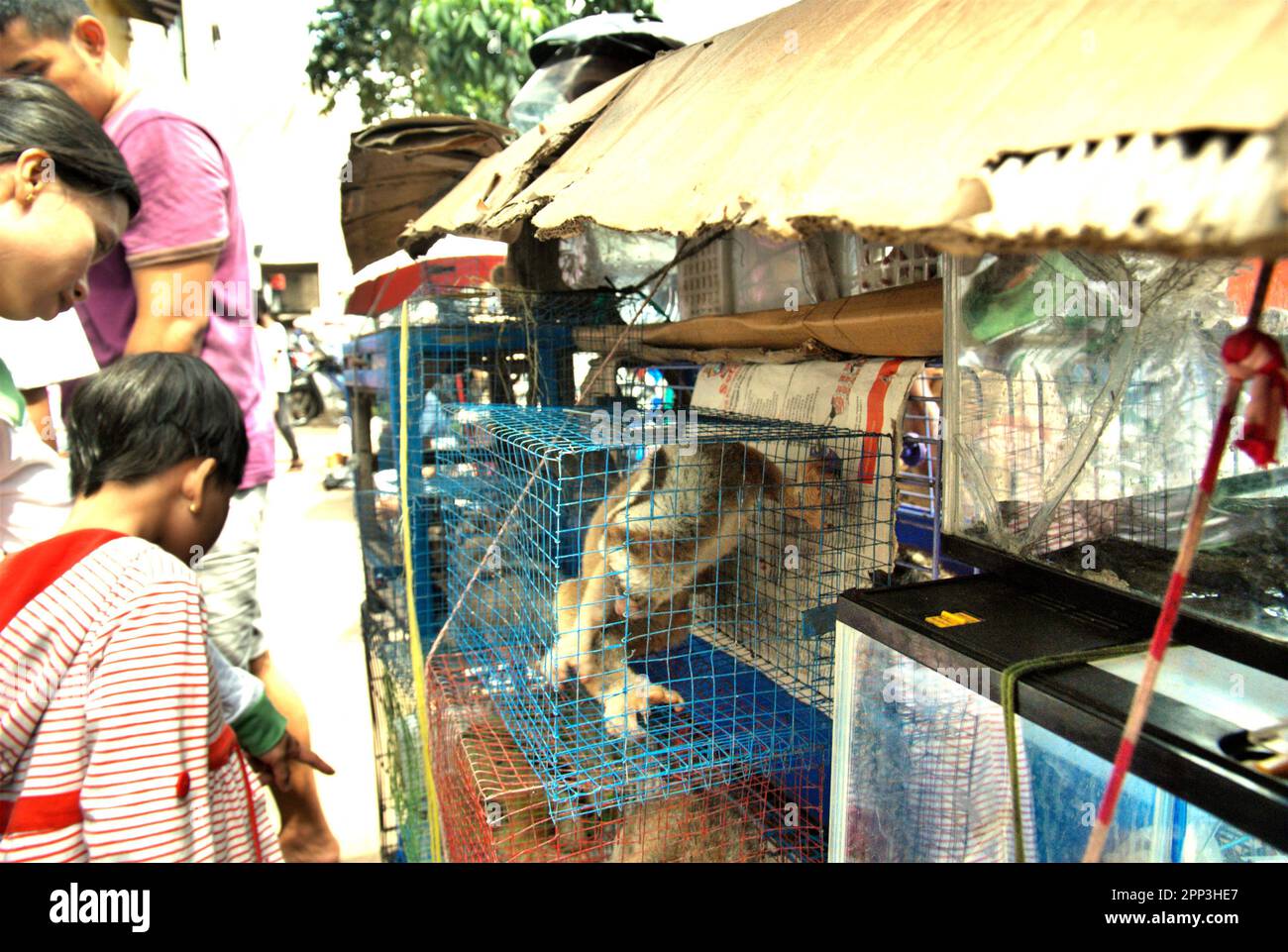 A roadside animal vendor near an animal market that also sells wildlife ...