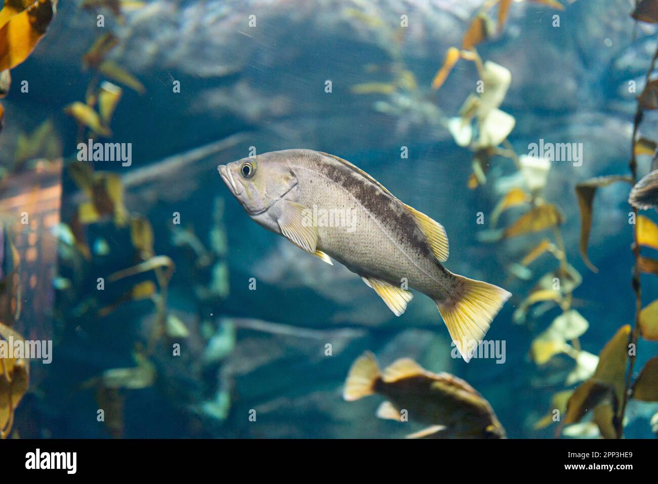 Toronto, ON, Canada - November 18, 2022: View the exotic tropical fish ...