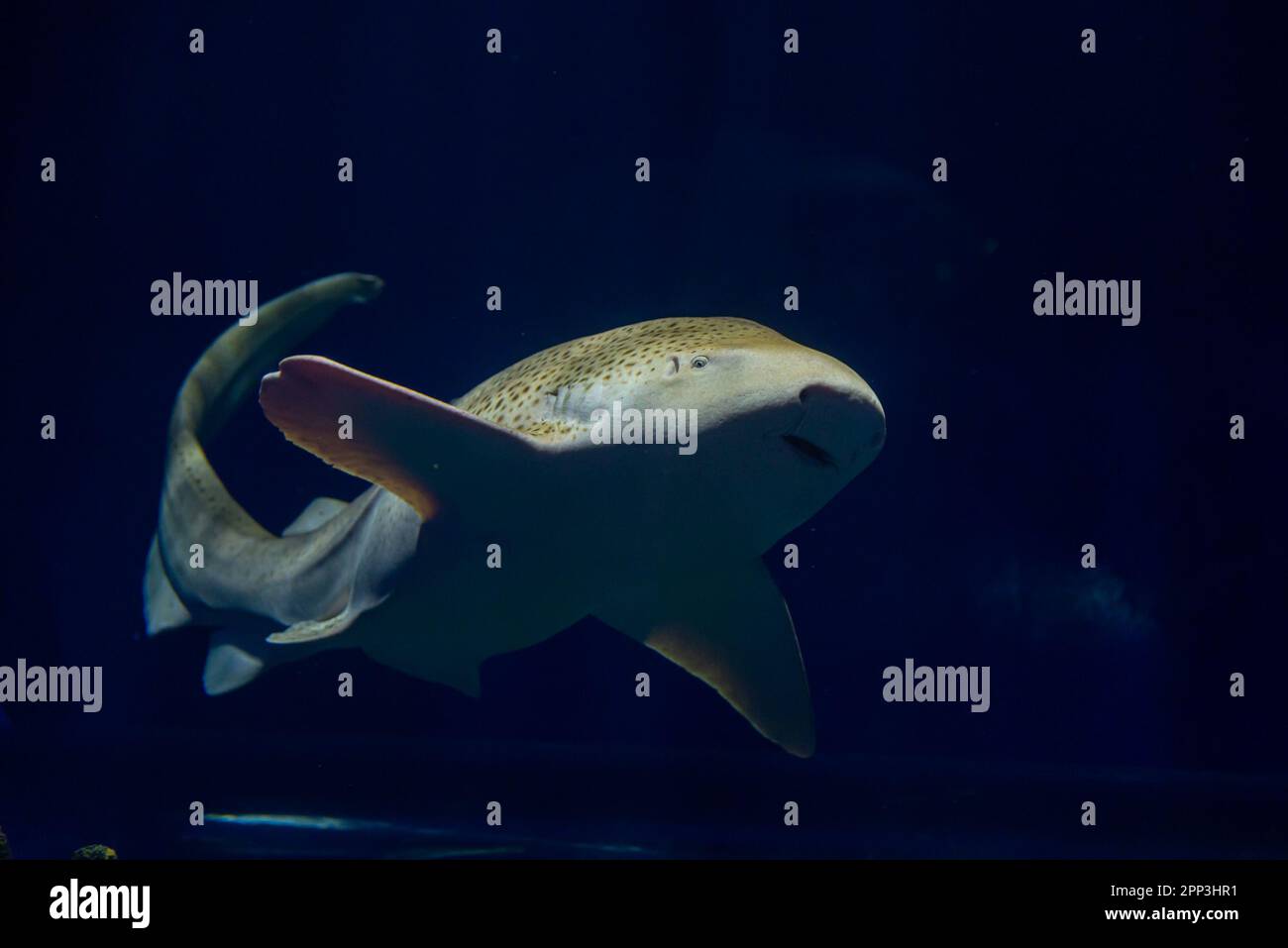 Toronto, ON, Canada - November 18, 2022: View the exotic tropical fish ...