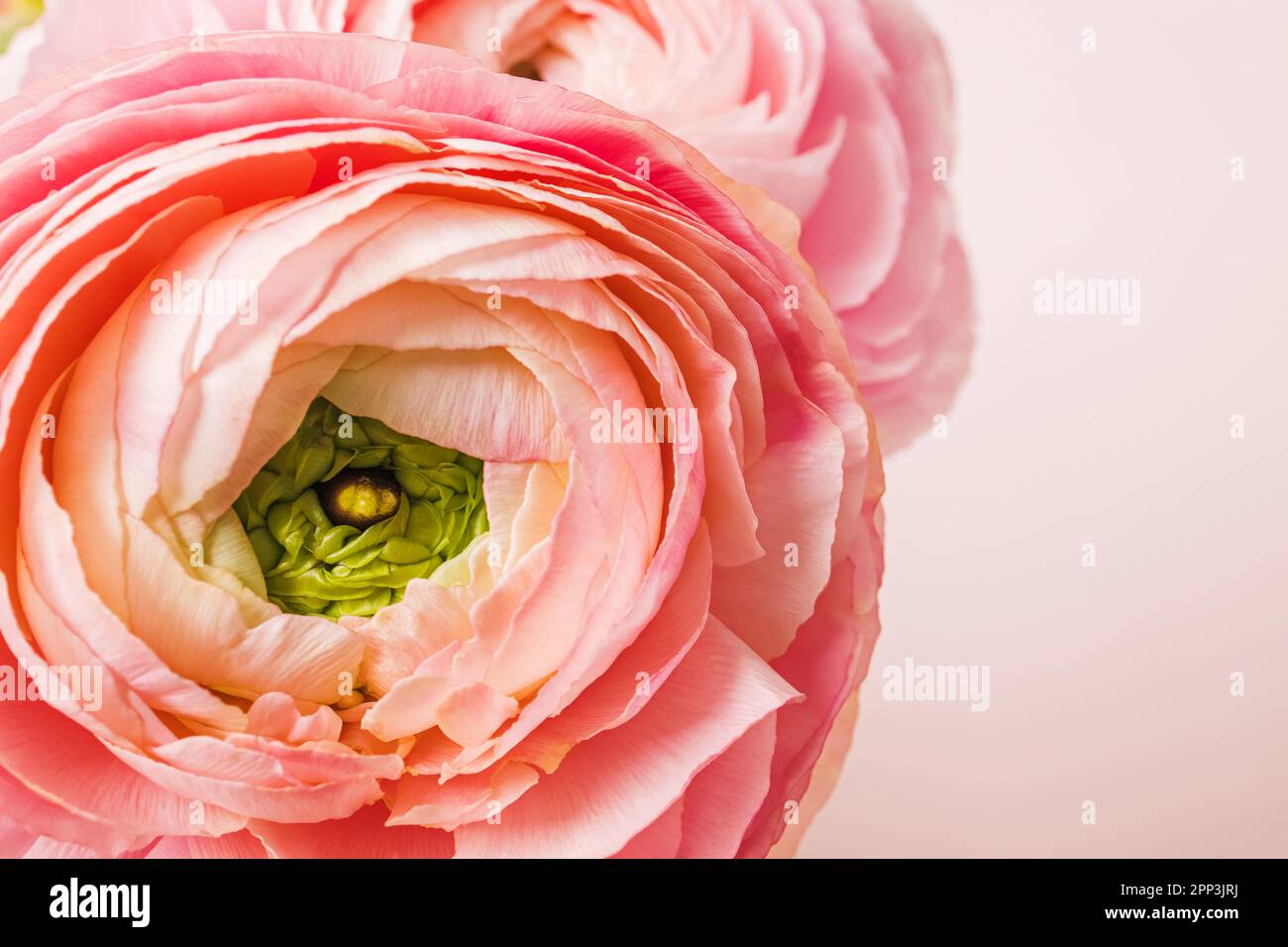 Pale pink ranunculus hi-res stock photography and images - Alamy