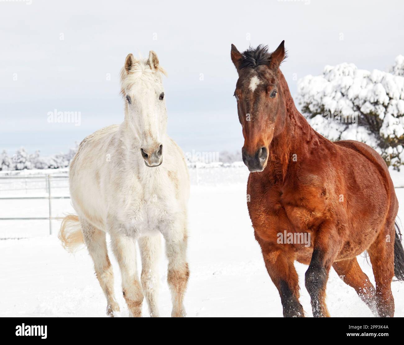 White Horse and Bay Colored Horse together in the Snow Stock Photo - Alamy