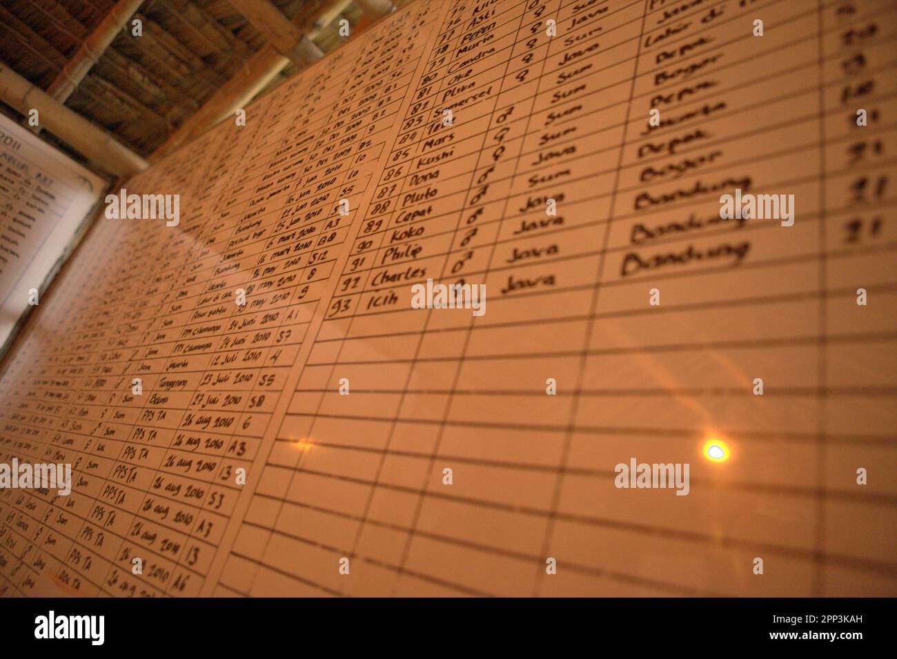 A list of slow lorises being rehabilitated is written on a whiteboard ...