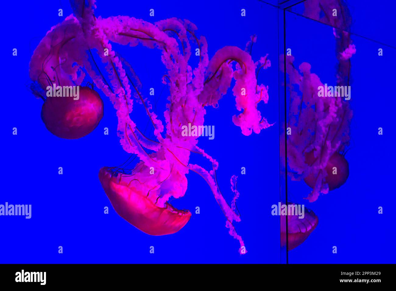 Toronto, ON, Canada - November 18, 2022: View an exotic Jellyfishes in ...