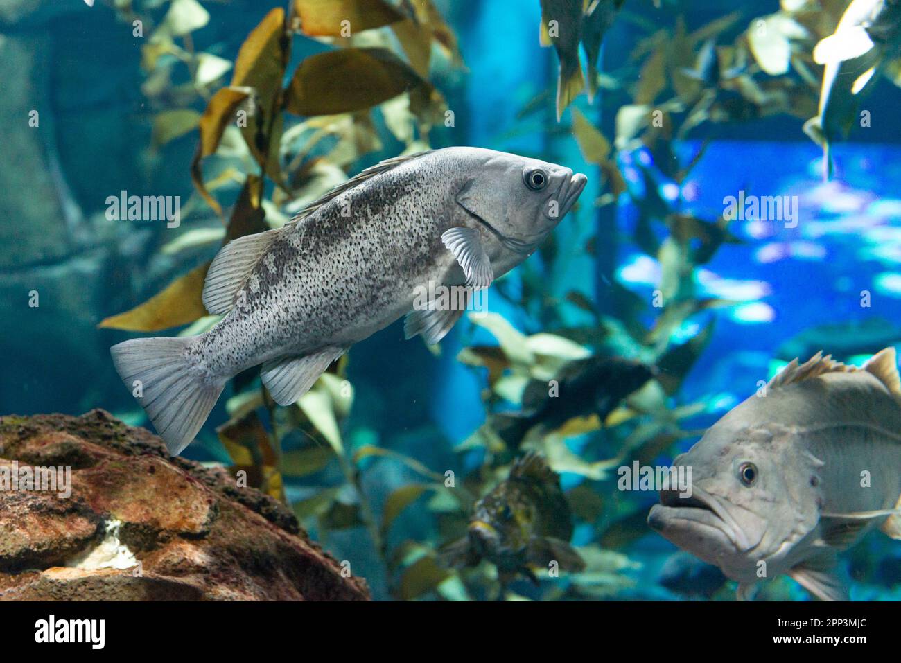 Toronto, ON, Canada - November 18, 2022: View the exotic tropical fish ...