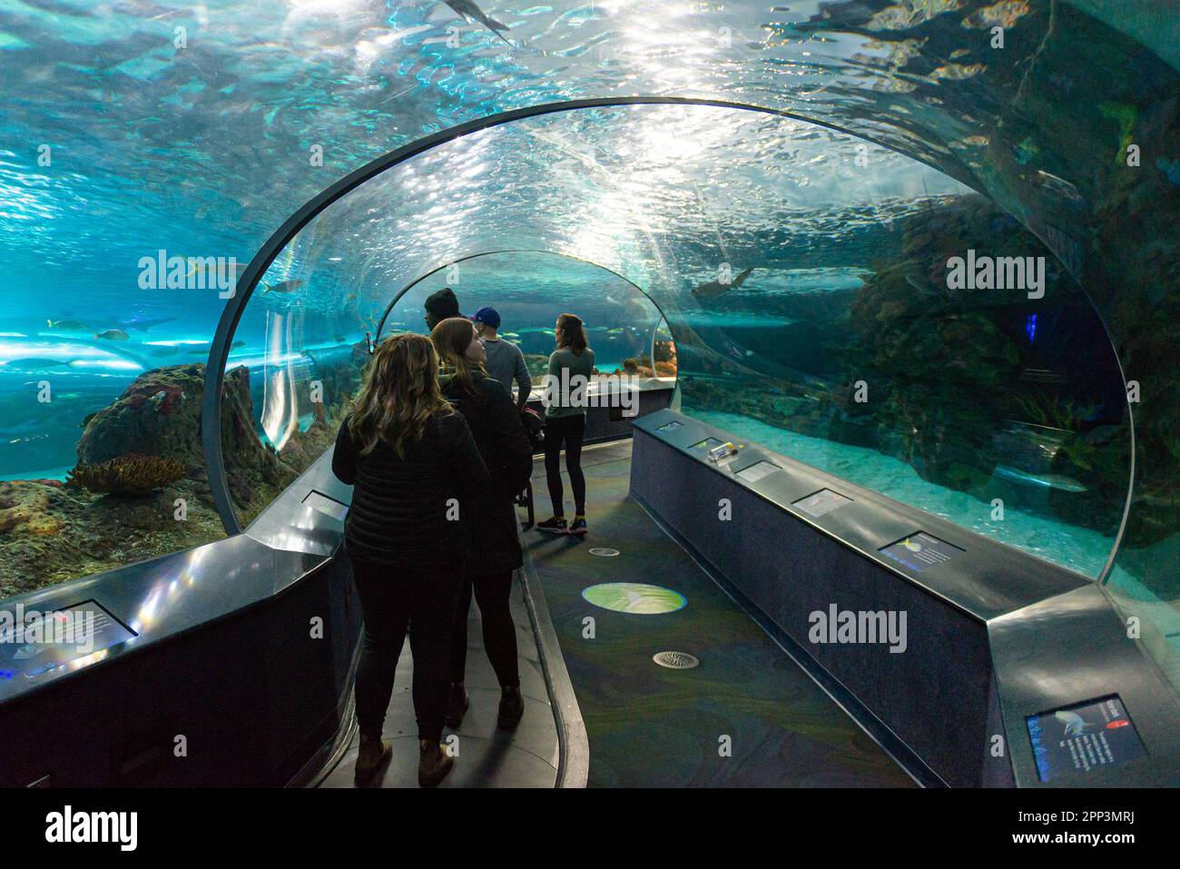 Dolphin underwater fish aquatic animal aquarium hi-res stock ...