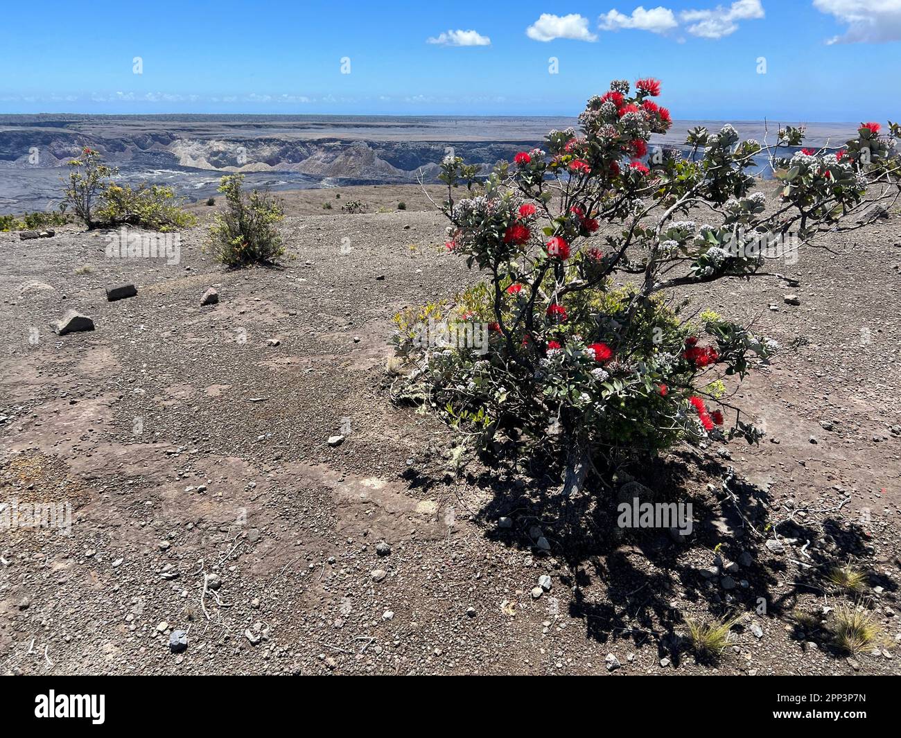 Ohio Lehua flowers new Kilauea crater at the Volcano National Park in ...