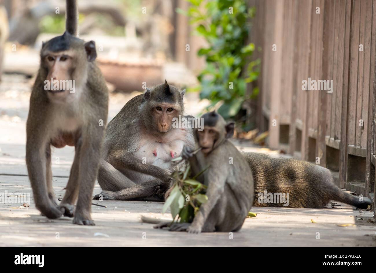A troop of macaques on an abandoned, demolished footbridge in the ...