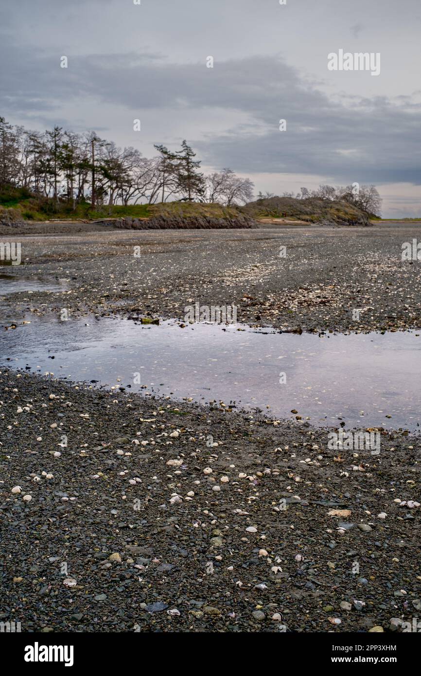 Shells and rocks lie exposed in a saltwater lagoon during low tide in ...