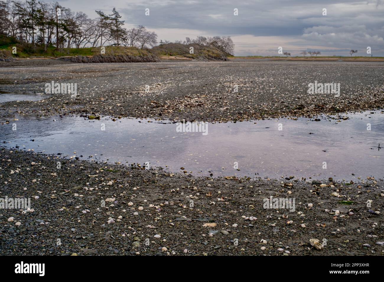 Shells and rocks lie exposed in a saltwater lagoon during low tide in ...