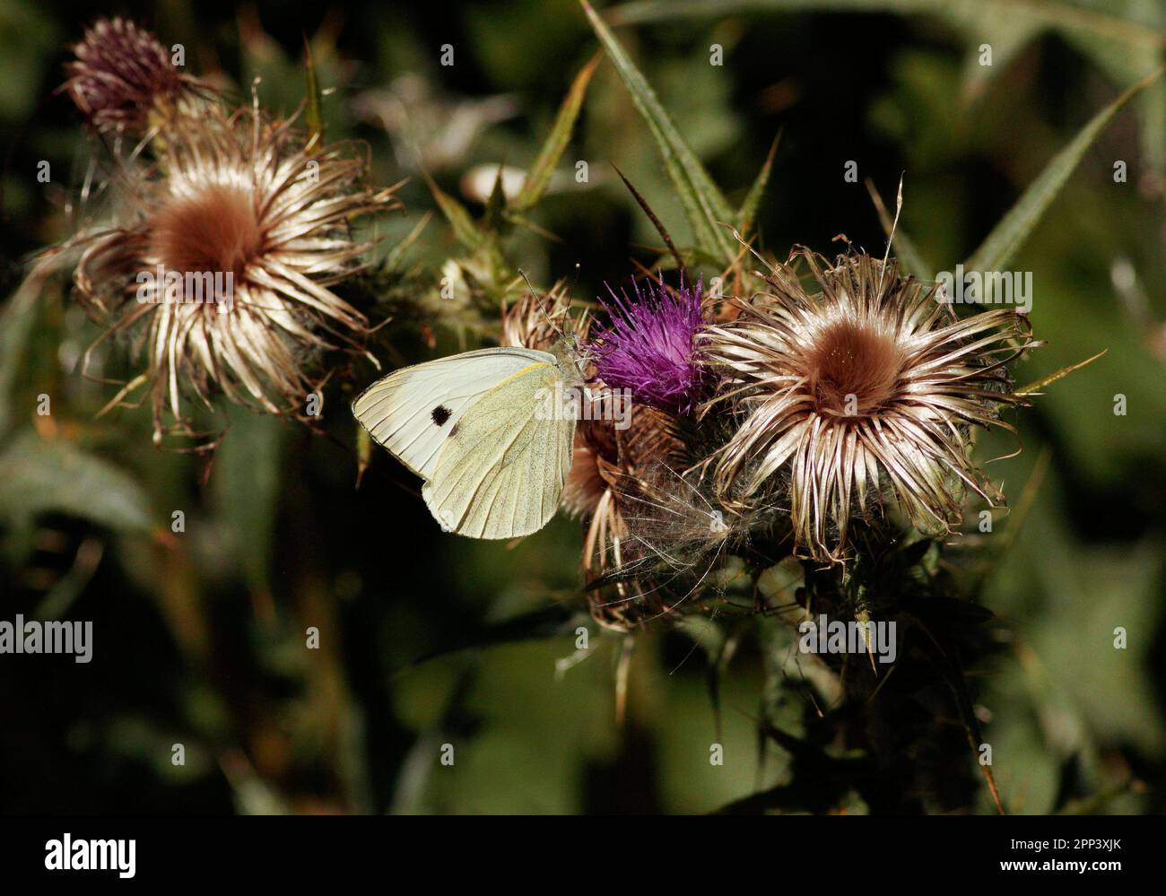 Spiracle butterfly hi-res stock photography and images - Alamy